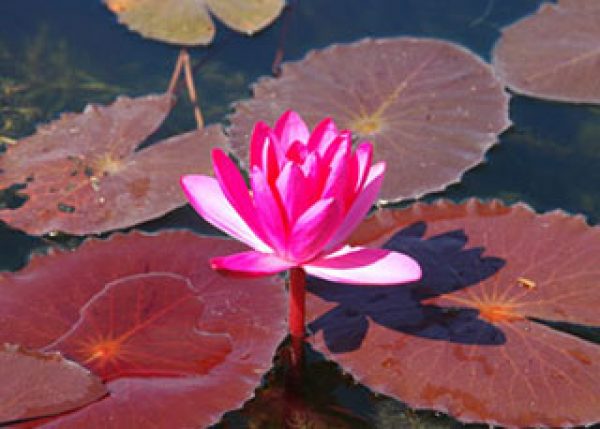 Lotus Weaving Textile – Myanmar Travel Information 2024